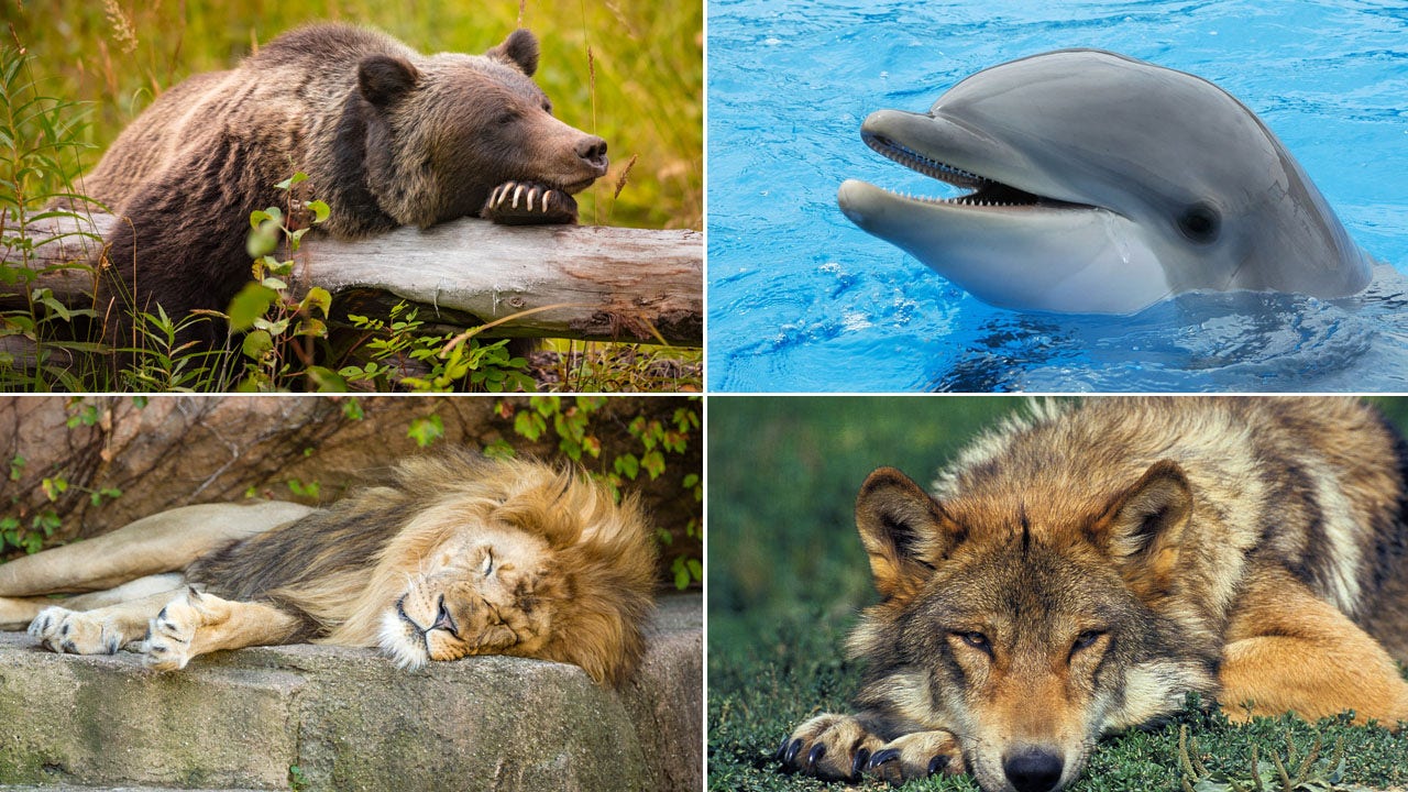 Unlocking the Secrets of Sleep: How Your Chronotype Affects Health and ...